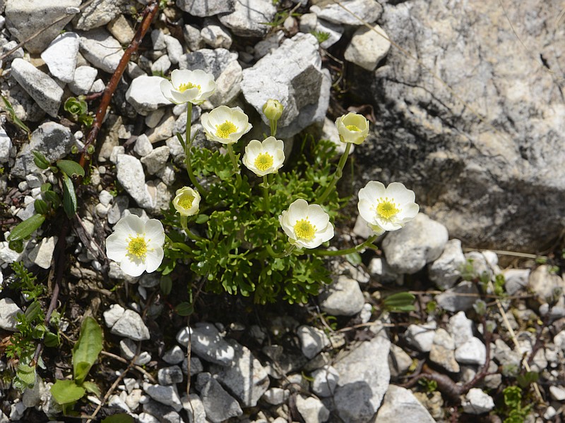 Liste établie par Dominique